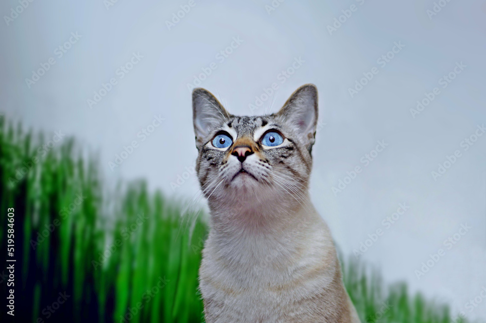 Siamese tabby point cat hunts for snowflakes on the window. In the ...