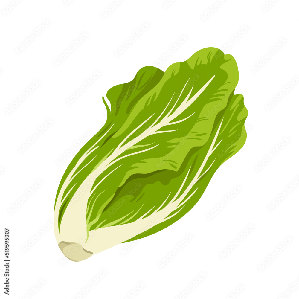 Vetor de Romaine lettuce vector illustration. Cartoon isolated green fresh lettuce leaves to ...