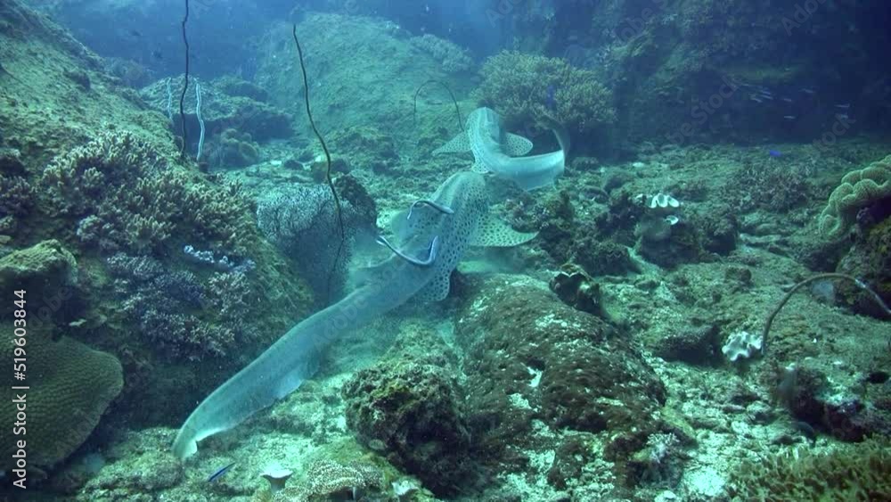 Zebra or Leopard shark (Stegostoma fasciatum) swimming after each other ...