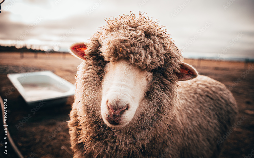New Zealand sheep Stock Photo | Adobe Stock