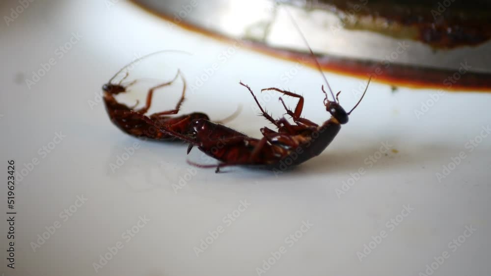 Footage of cockroaches twitching their legs on their backs before dying ...