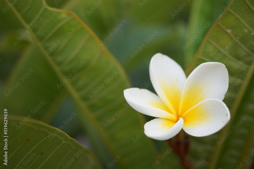 En mexico se le conoce como flor de mayo Stock Photo | Adobe Stock