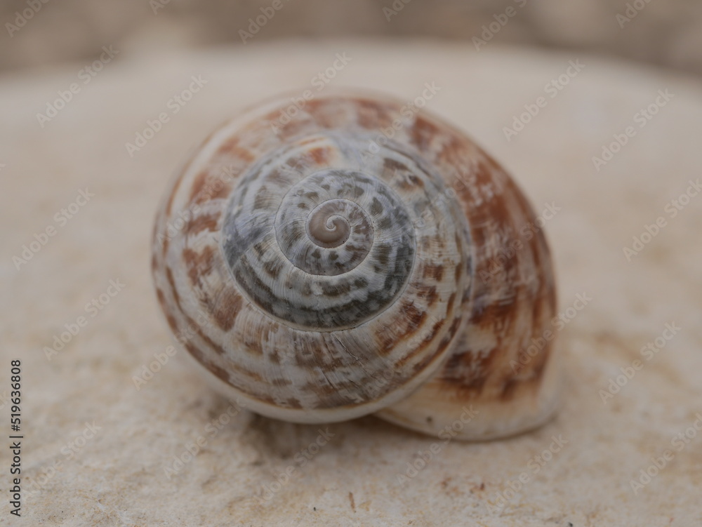 Snail shell on a smooth light stone. The golden ratio in nature. The ...
