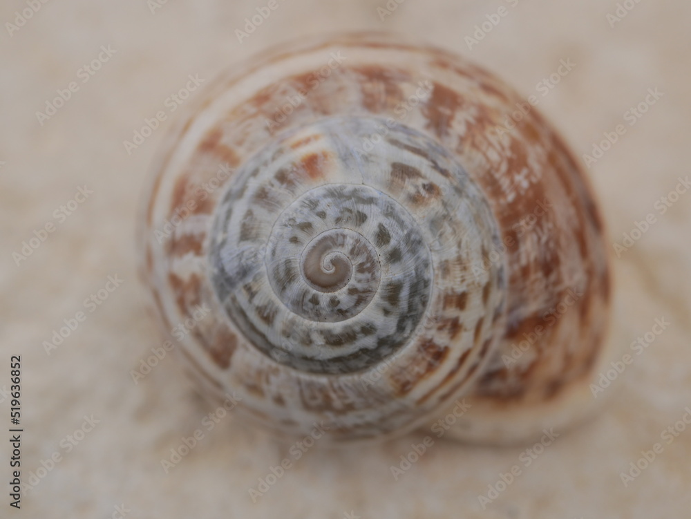 Snail shell on a smooth light stone. The golden ratio in nature. The ...