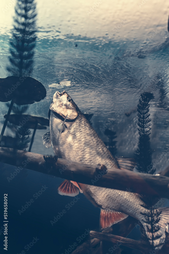 Freshwater fish asp (Aspius aspius) eats an insect from the surface ...