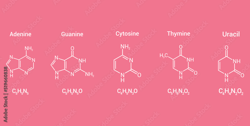 structure of RNA nucleobases. Adenine Guanine Cytosine Thymine and ...