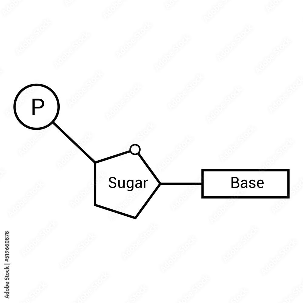 chemical structure of DNA nucleotide Stock Vector | Adobe Stock