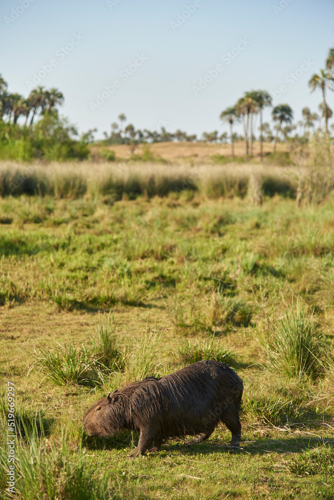 Capybara, hydrochoerus hydrochaeris, largest living rodent, native to ...
