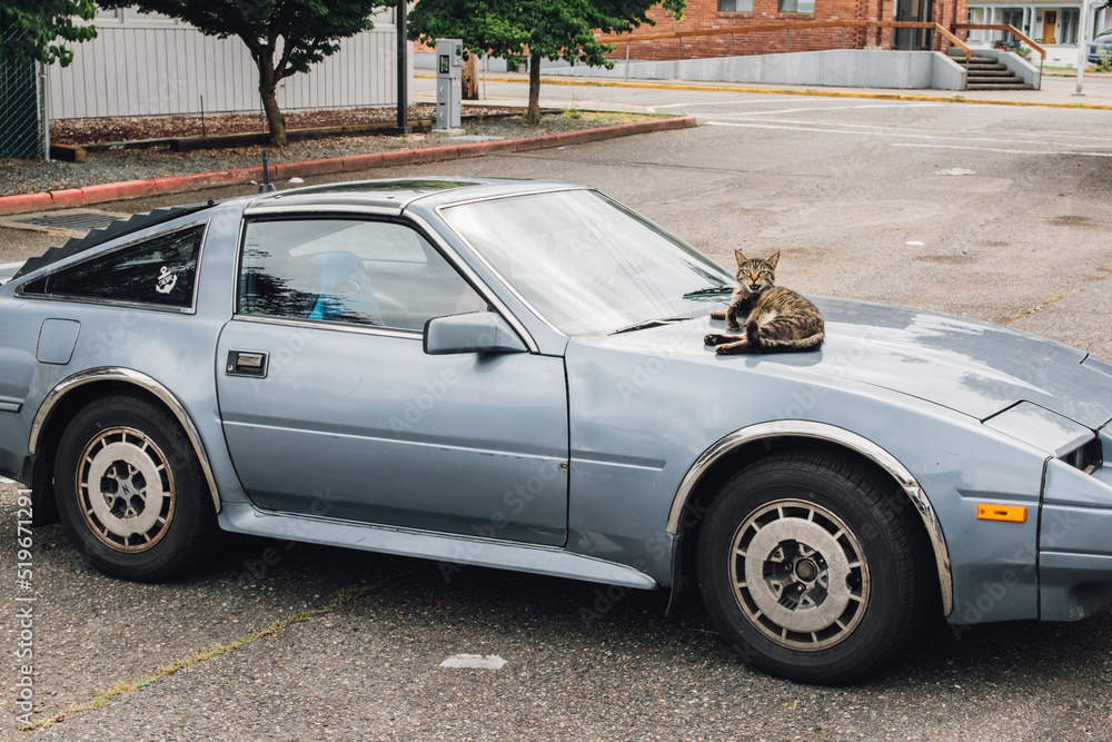 tabby cat lounging on gray blue muscle car Stock Photo | Adobe Stock
