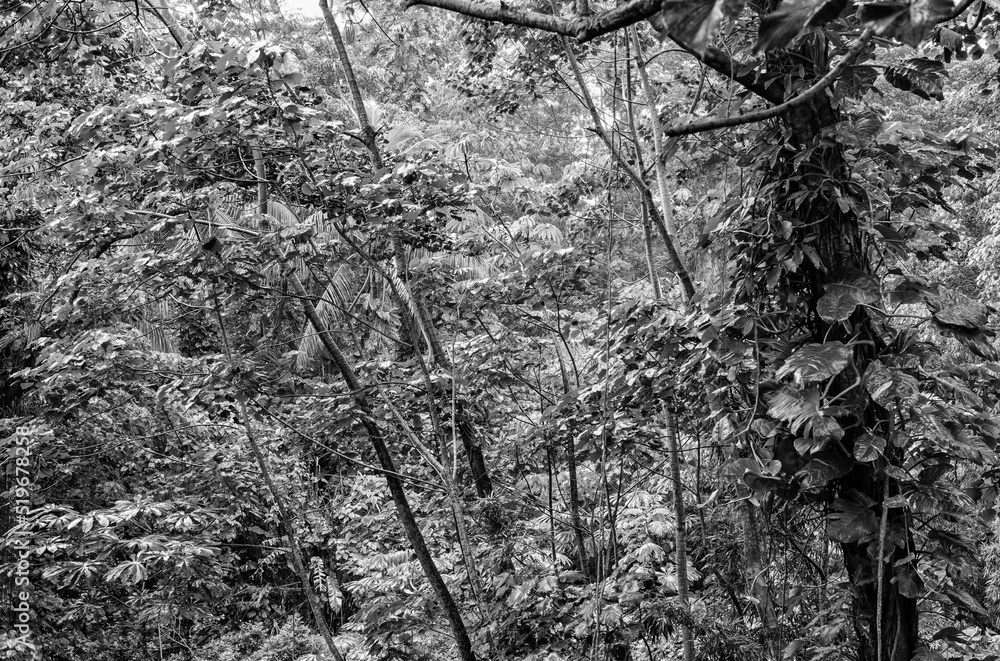 Black and White Tree Top View of a Rainforest. Stock Photo | Adobe Stock
