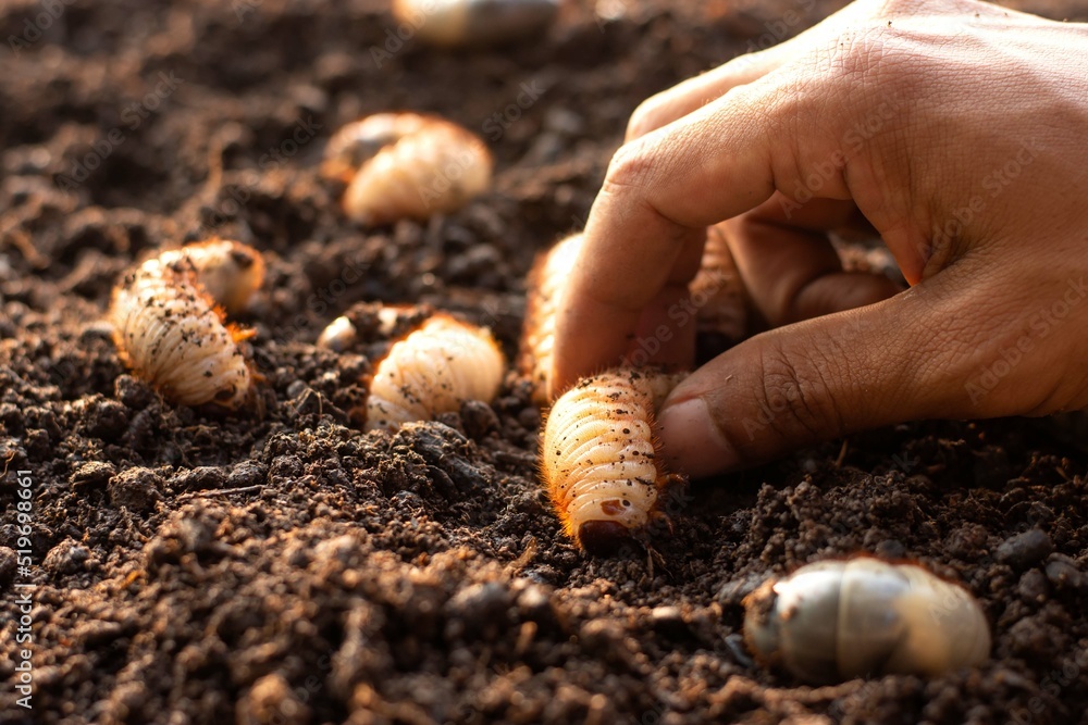 Beetle larvae in the hands of a farmer who cultivates stag beetles on a ...