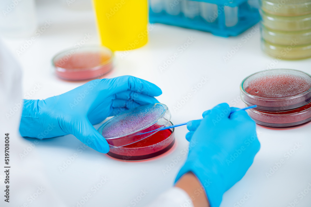 Stockfoto med beskrivningen Microbiology laboratory work. Hands of a ...