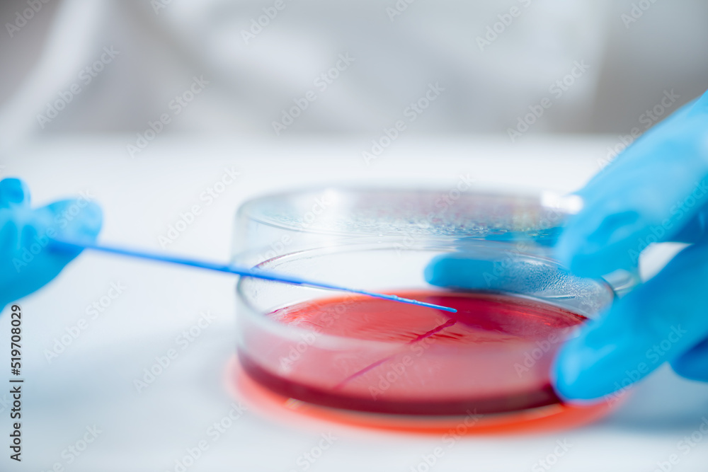 Blood agar inoculation. Microbiologist working in a biomedical research laboratory, using ...