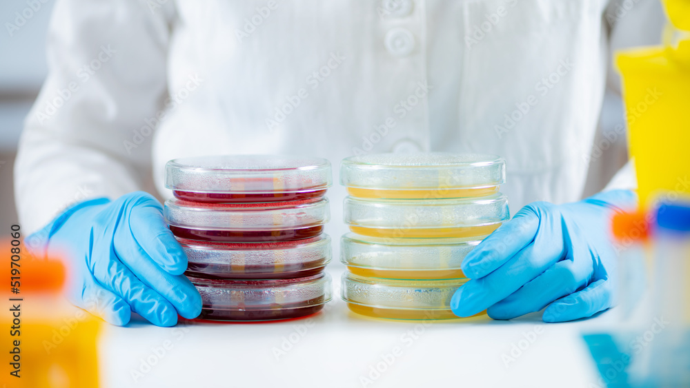 Microbiologist preparing bacterial cultures in a research laboratory ...