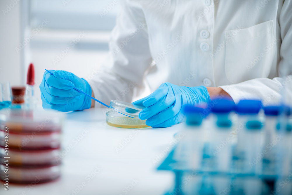 Microbiology researcher working in a laboratory, using an inoculation ...