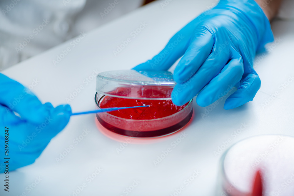 Microbiology laboratory work. Hands of a microbiologist working in a ...