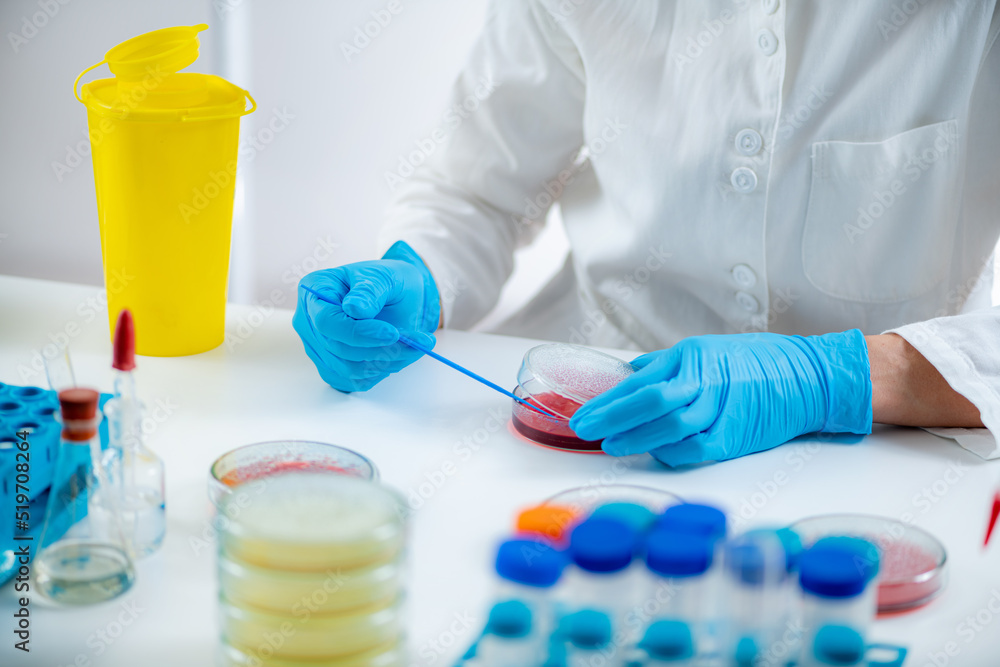 Blood agar inoculation. Microbiologist working in a biomedical research ...