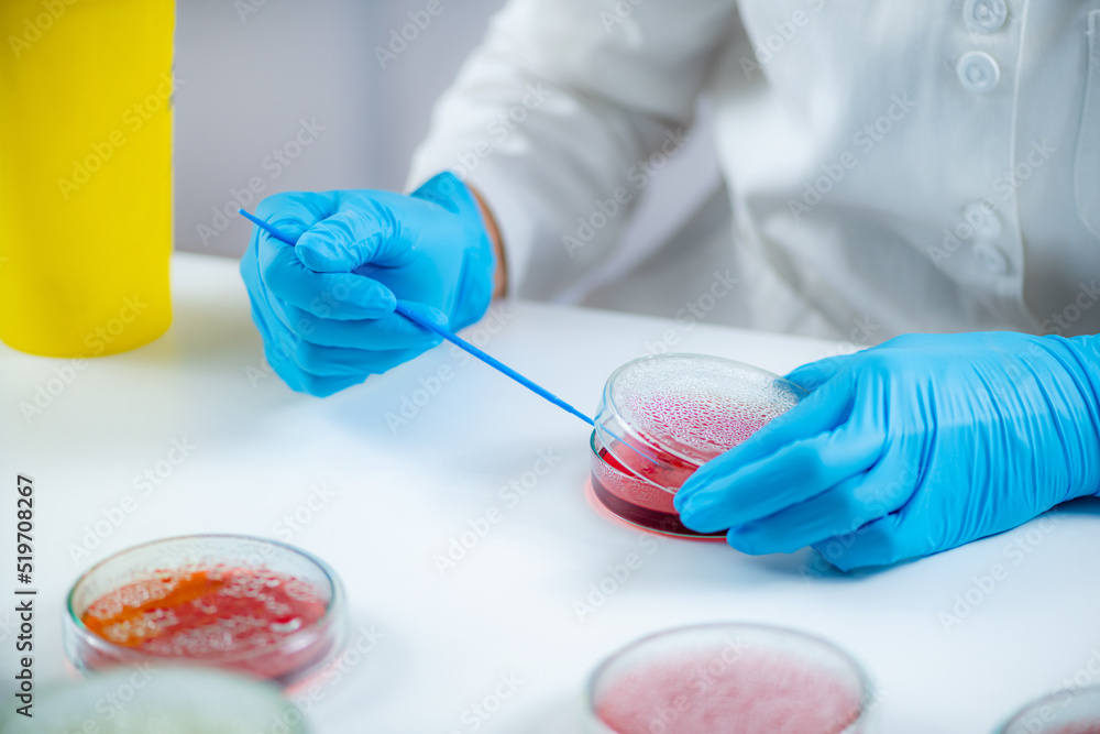 Microbiology laboratory work. Hands of a microbiologist working in a ...