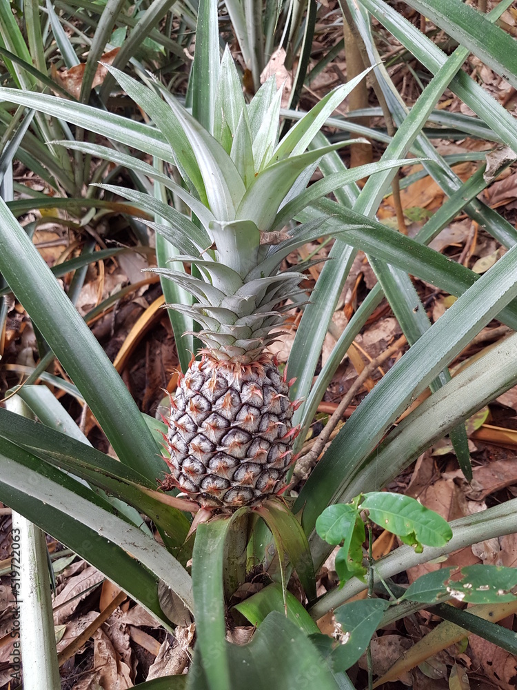 a fresh pineapple in a tropical fruit farm growing naturally with ...