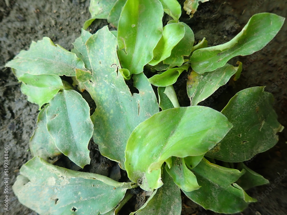 Kaempferia galanga, commonly known as kencur, aromatic ginger, sand ...