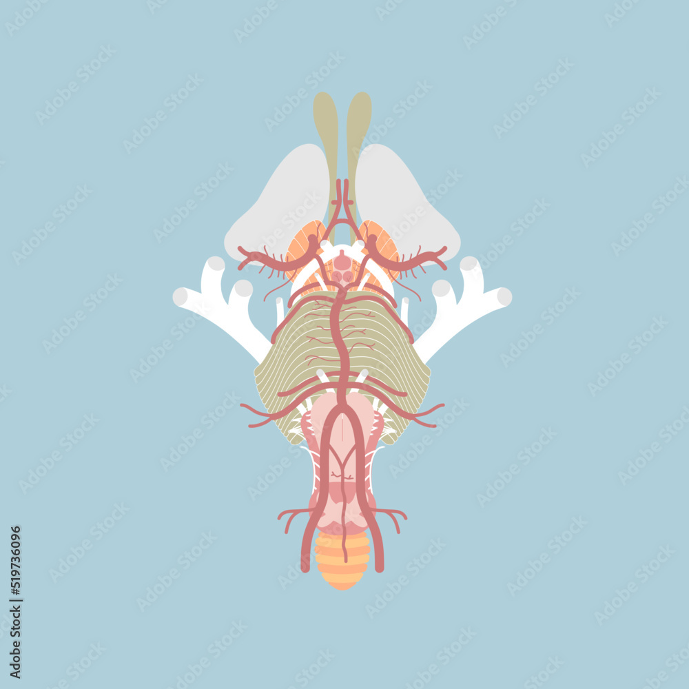 human brain stem, cranial nerves and blood supply of central nervous ...