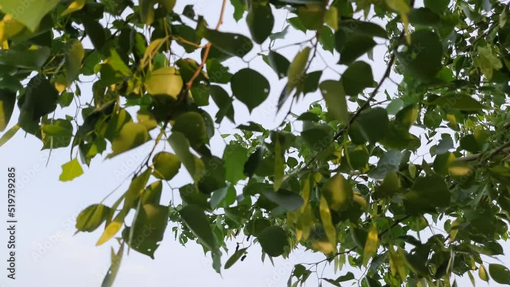 Stockvideo Dalbergia sissoo tree fruits. This tree, known commonly as ...