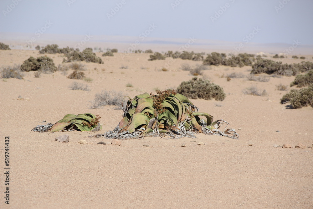 Welwitschia mirabilis plant in the Namib Desert, Namibia, Southern ...