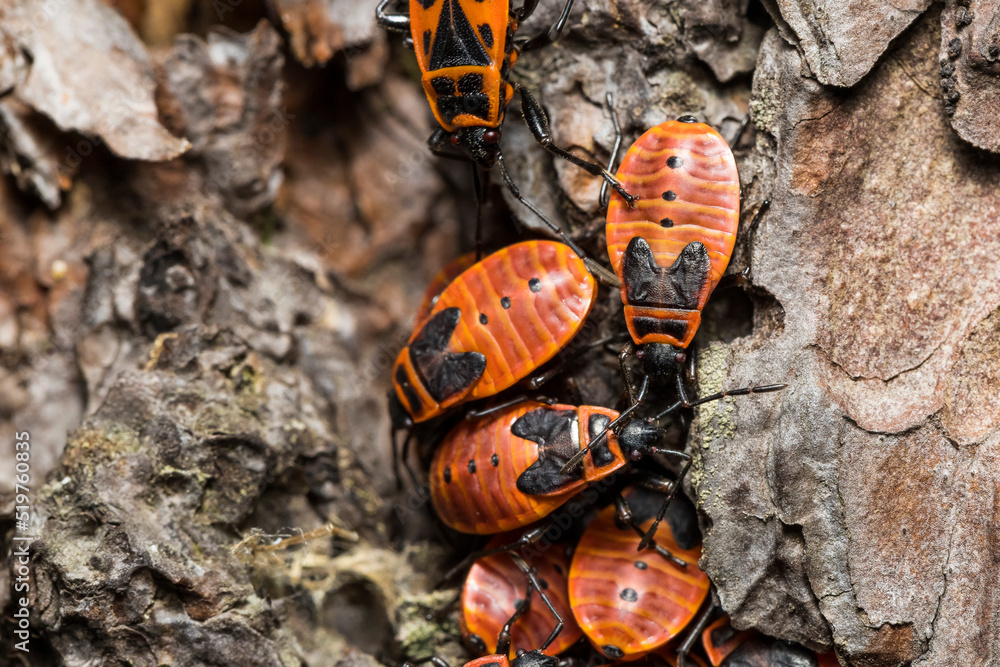 Macro photos of a fire bug (Pyrrhocoris apterus), Macro photo of ...