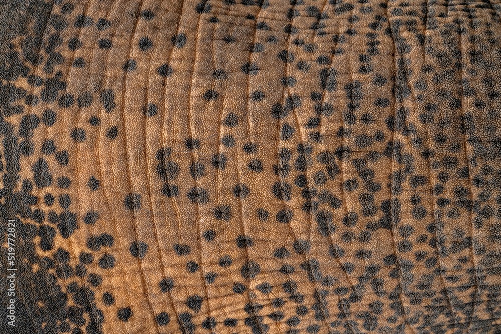 Elephant skin texture abstract background, Asian elephants skin texture ...