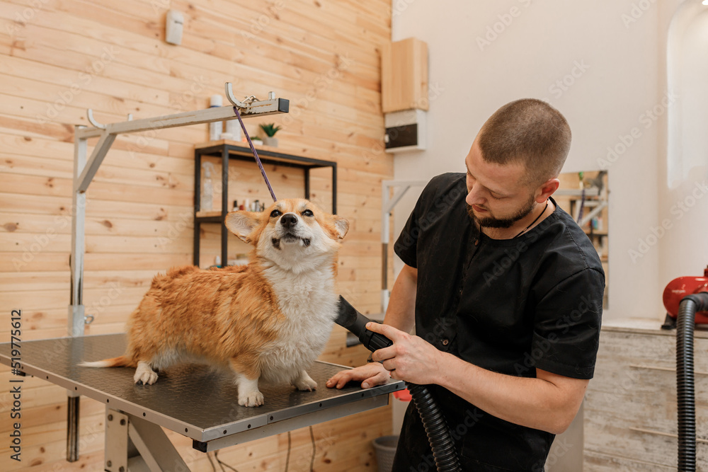 Professional male pet groomer dry Welsh Corgi Pembroke dog fur with a ...