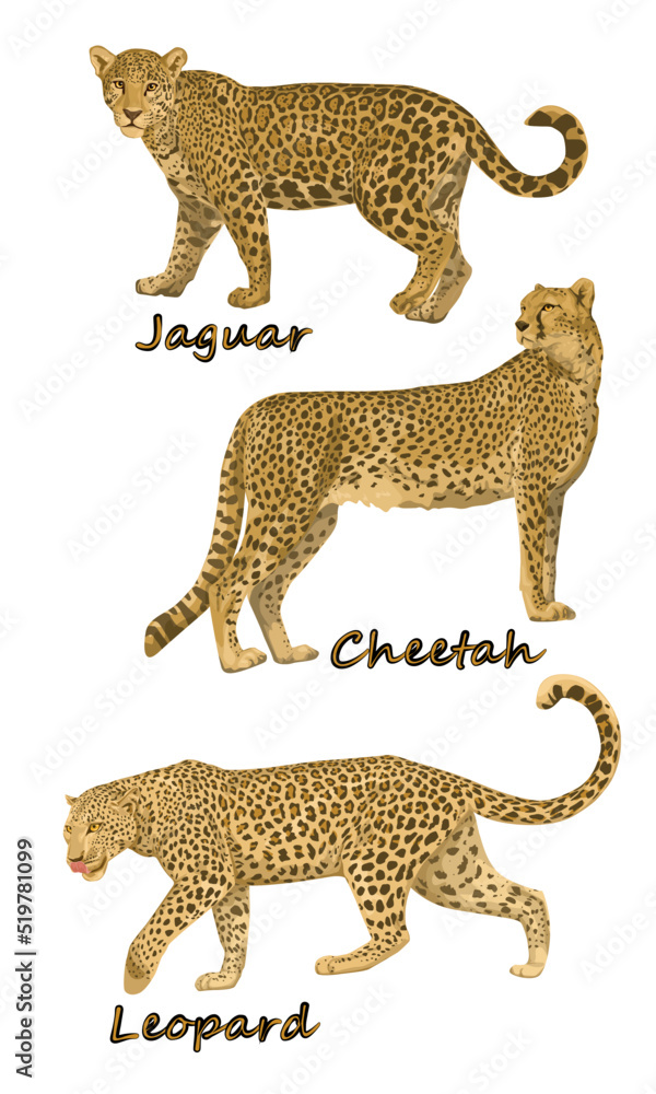 A set of wild cats, jaguars, cheetahs and leopards in different poses ...