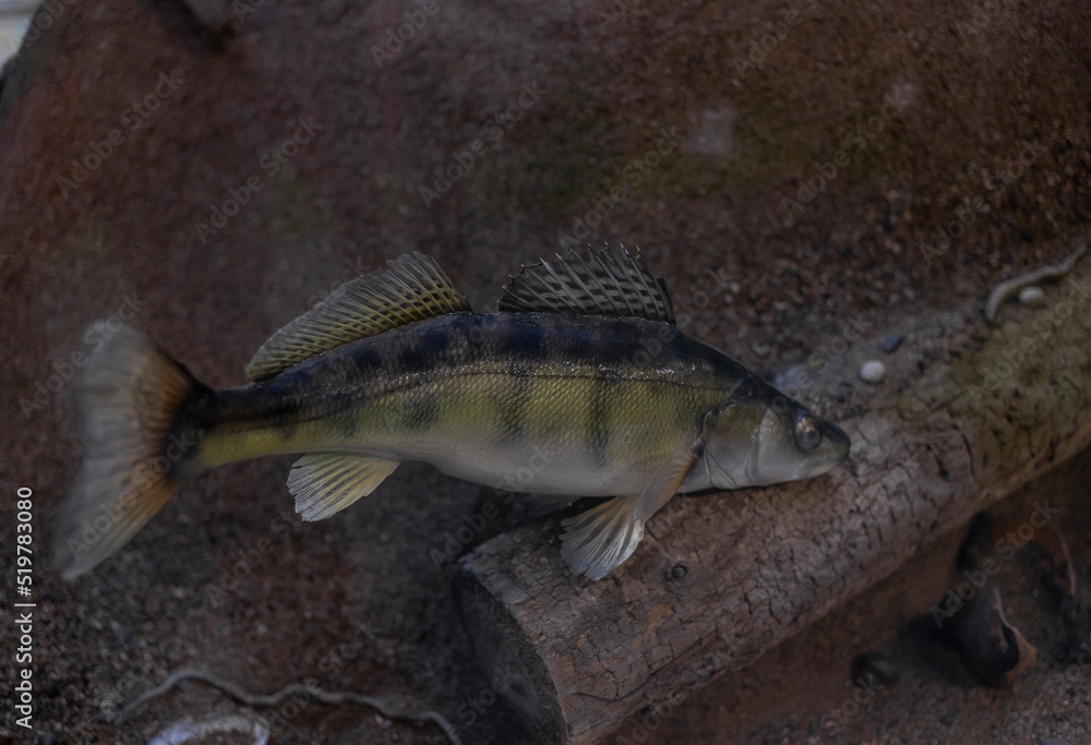 Freshwater fish walleye (Sander lucioperca) on a rocky bottom hunts for ...
