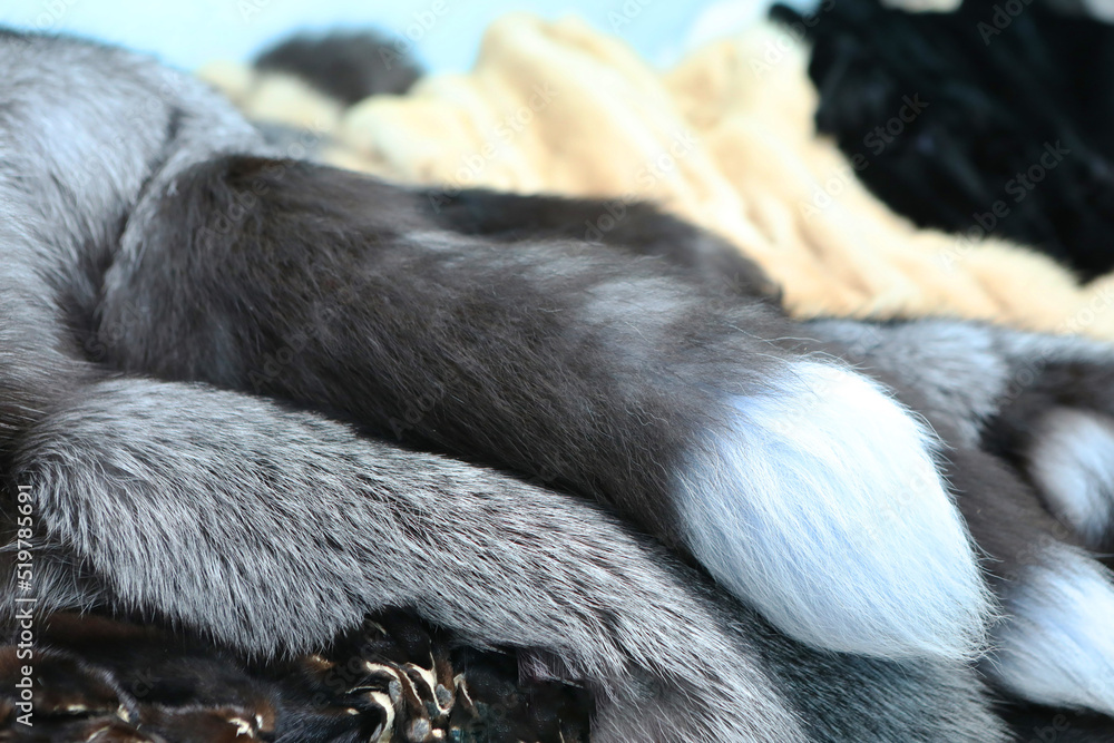 Finished skins from animals. Mink, arctic fox skins from animals. Mink ...