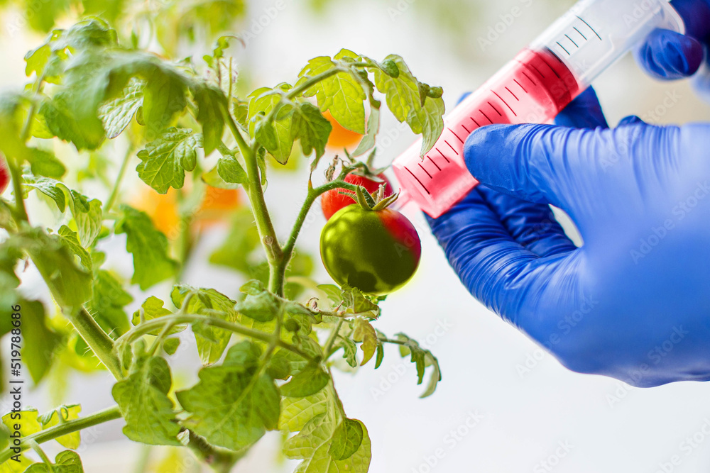 Scientist injecting chemicals into red tomato GMO. Concept for chemical ...
