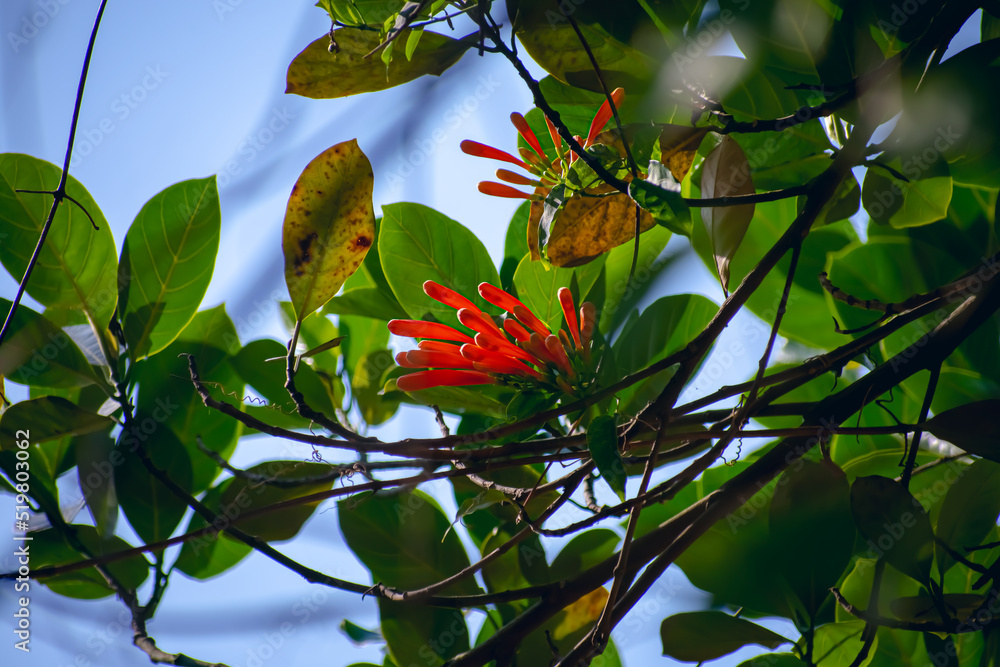 Pyrostegia venusta, also commonly known as flamevine or orange trumpet ...