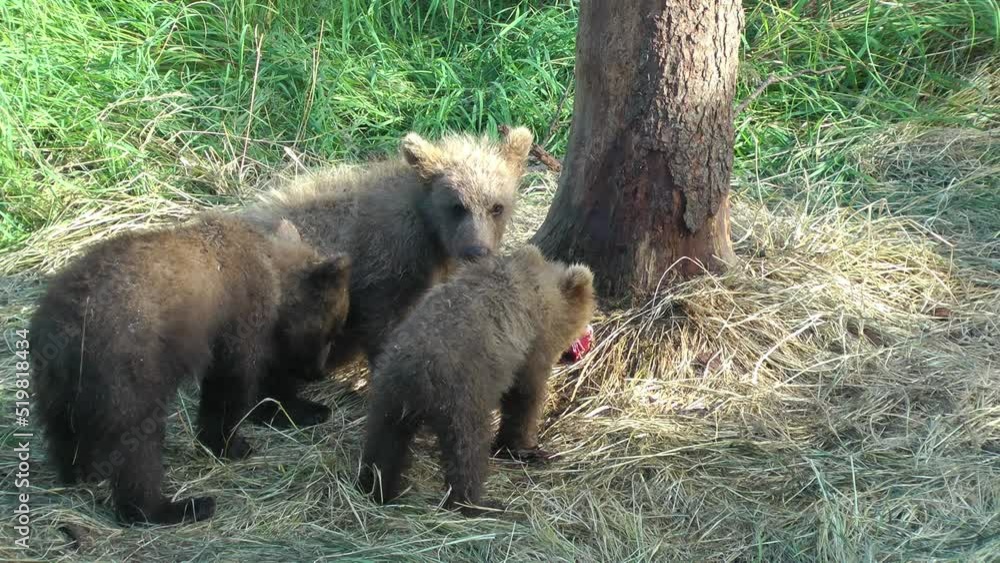 Grizzly bear cubs eating salmon fish in the grass, Brooks Falls North ...