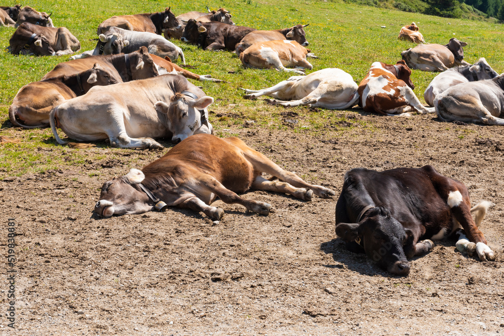 Foto de Brown dairy cows in sleeping in the sun, in an extensive dairy ...