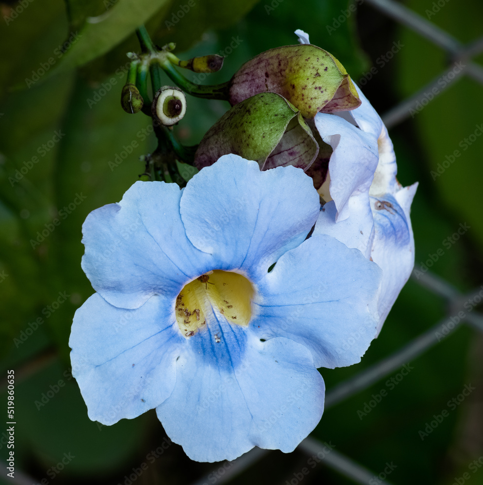 Flor conhecida como tumbérgia-azul, uma trepadeira rústica e ornamental ...