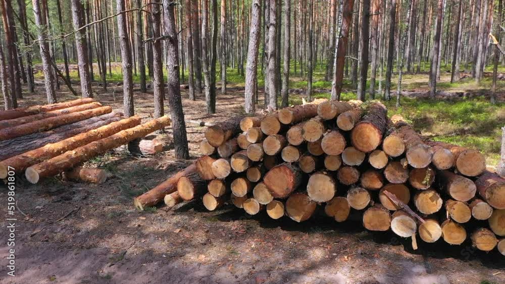 A stack of long pine logs on a clearing against the backdrop of a ...