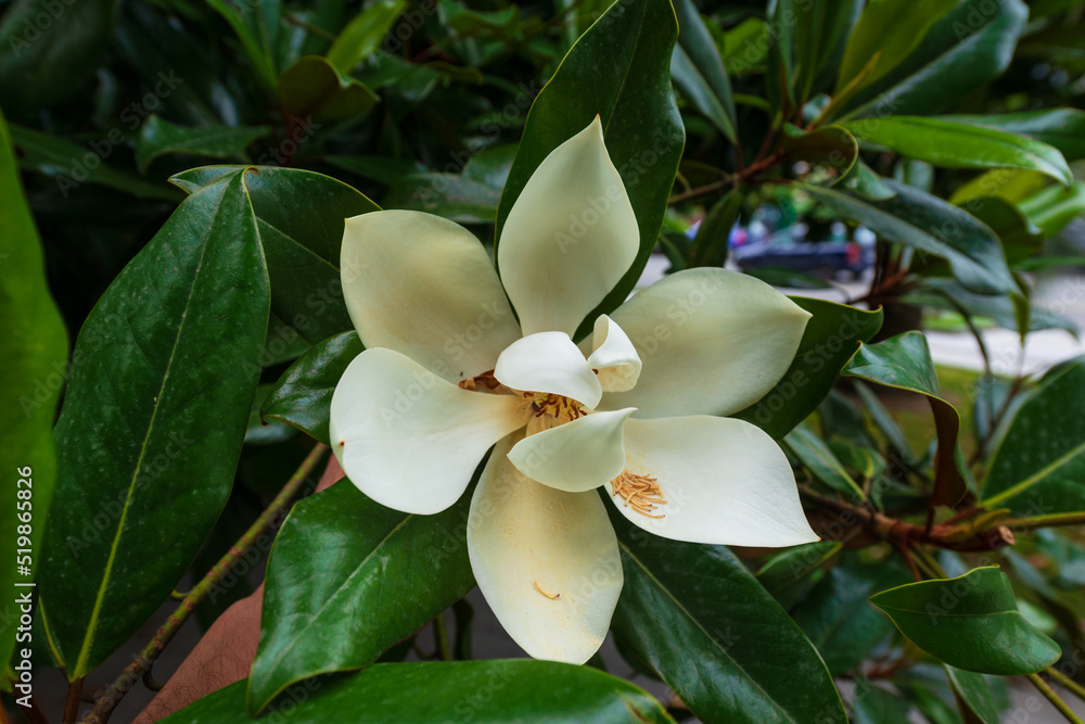 Flower, fruits and foliage of Magnolia grandiflora, Southern magnolia ...