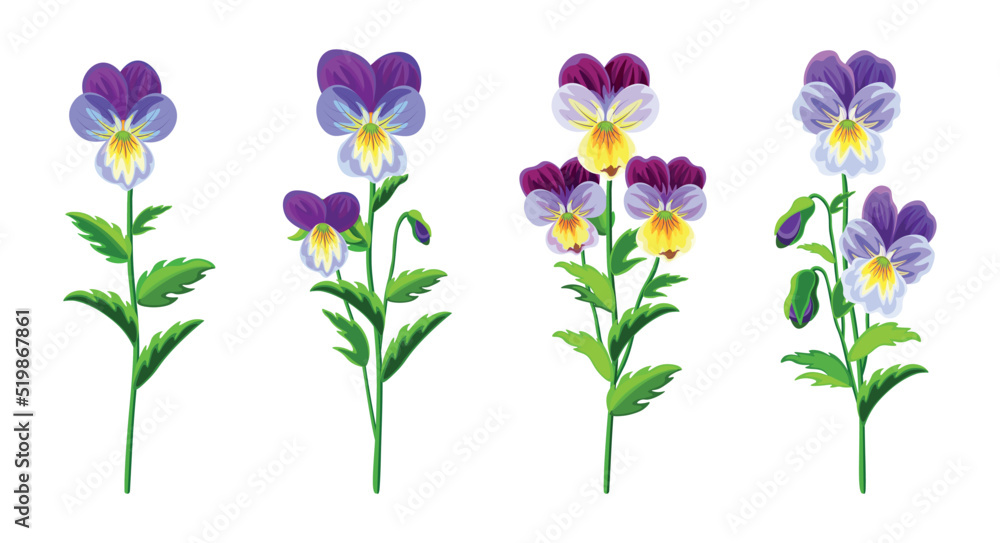 Set of beautiful purple violets in cartoon style. Vector illustration ...