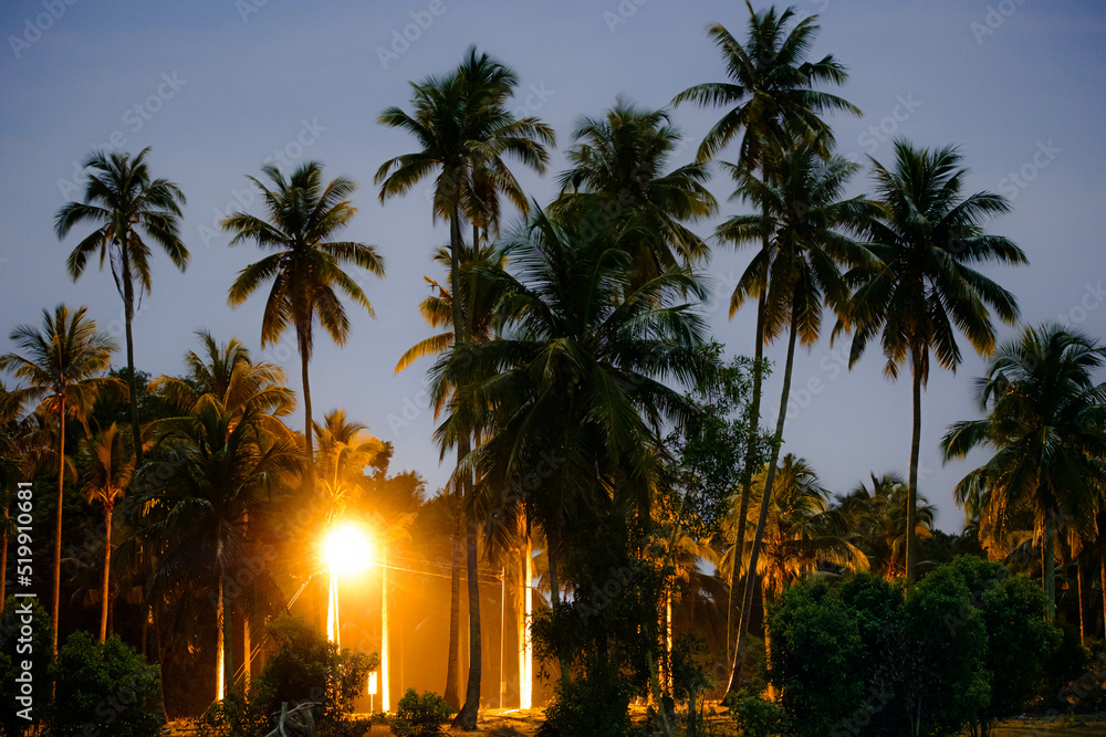 Background image of coconut trees at night during full moon in Pekan ...