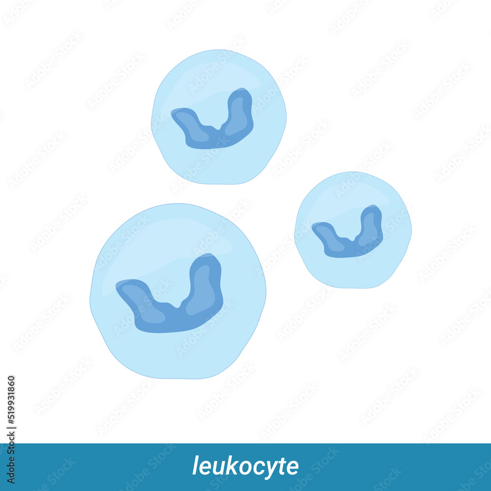 The structure of the leukocyte. White blood cell immunity illustration ...