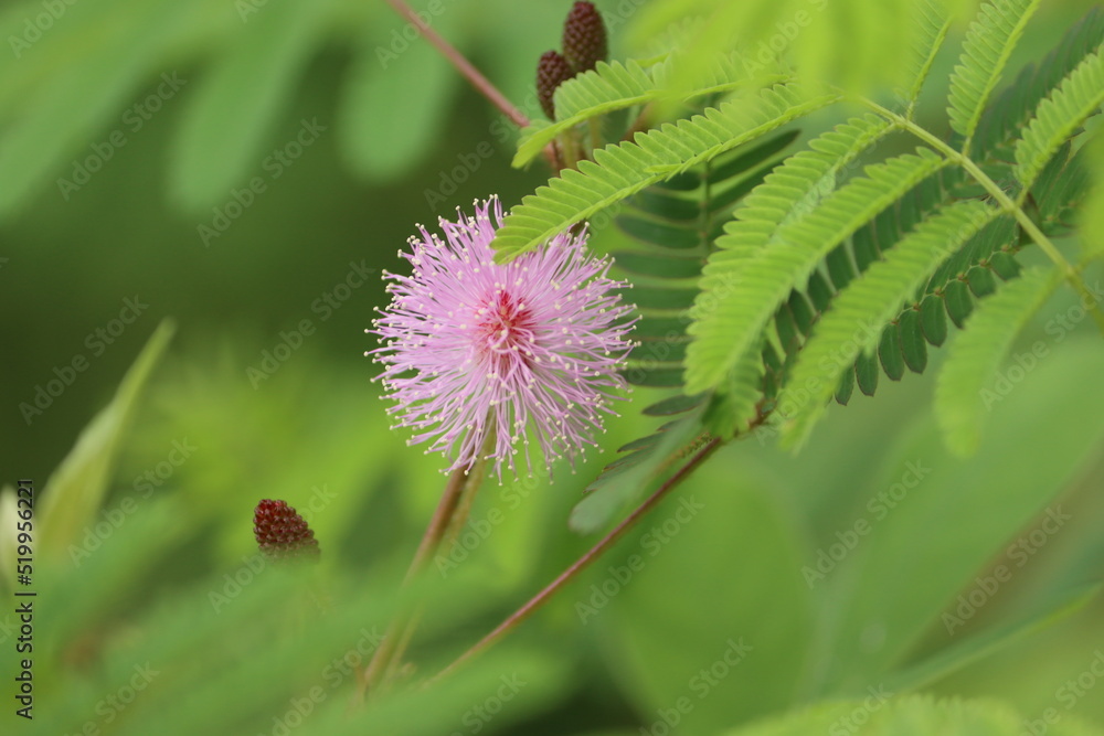 Cambodia. Mimosa pudica also called sensitive plant, sleepy plant ...