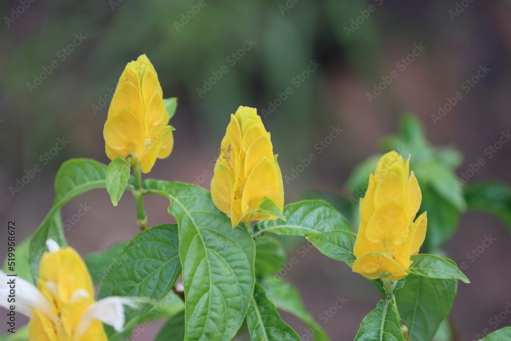 Cambodia. Pachystachys lutea, known as the golden shrimp plant or ...