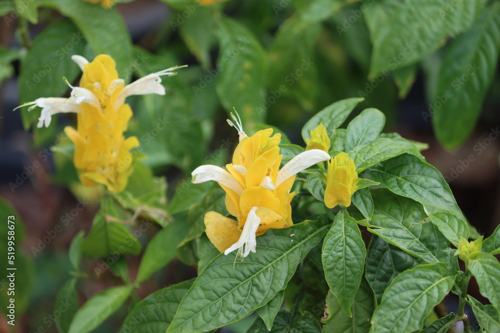 Cambodia. Pachystachys lutea, known as the golden shrimp plant or ...