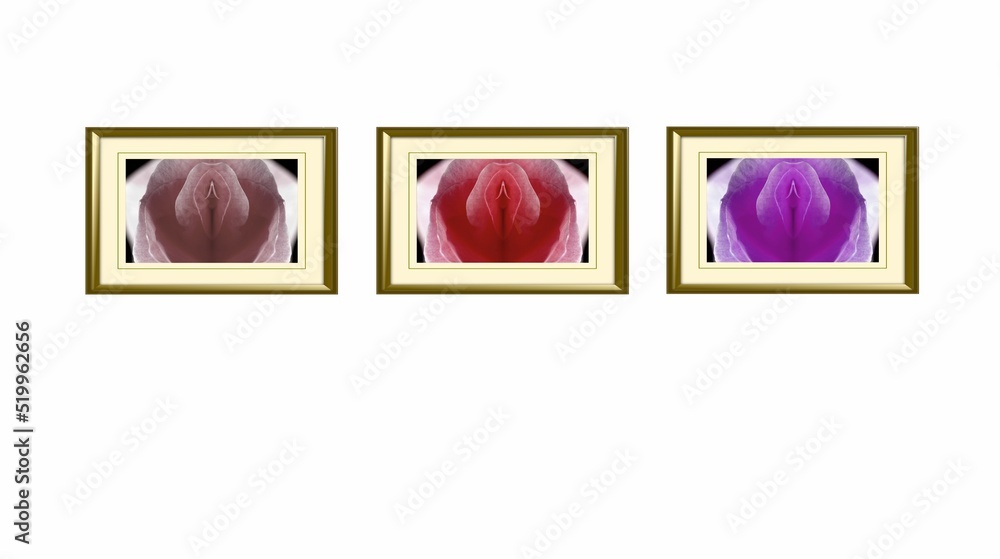 pink flower imitating the female genital organ in 3 states of ...