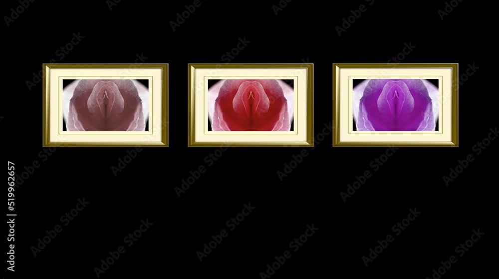 pink flower imitating the female genital organ in 3 states of ...