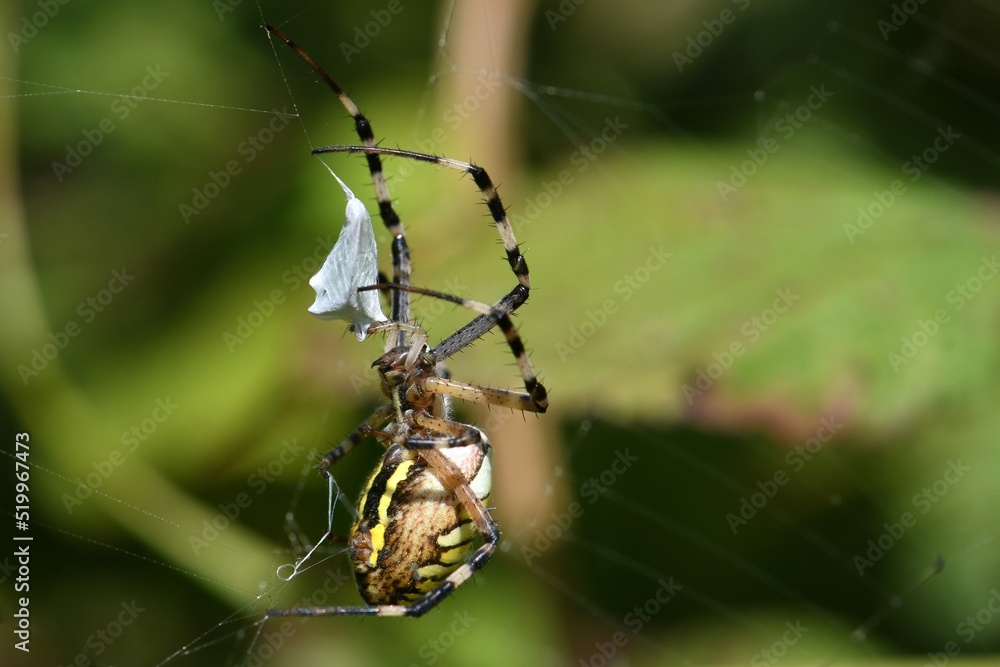 une araignée Épeire fasciée emballe sa proie foto de Stock | Adobe Stock