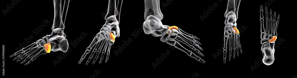 Human foot anatomy. Cuboid bone of the foot Stock Illustration | Adobe ...